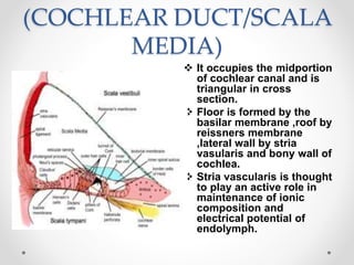 Anatomy of Inner ear | PPT