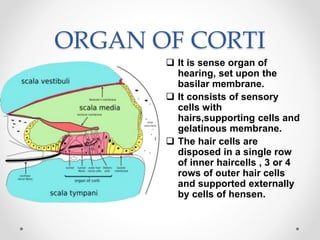 Anatomy of Inner ear | PPT
