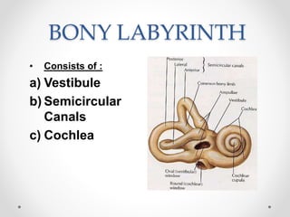 Anatomy of Inner ear | PPTX