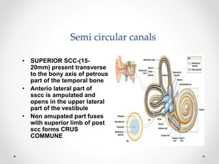 Anatomy of Inner ear | PPT