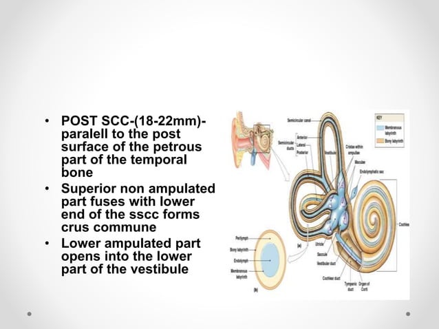 Anatomy of Inner ear | PPT