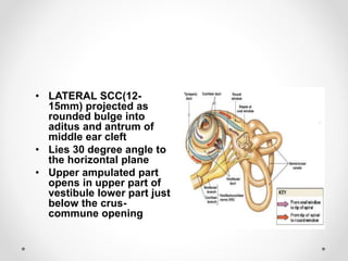 Anatomy of Inner ear | PPT