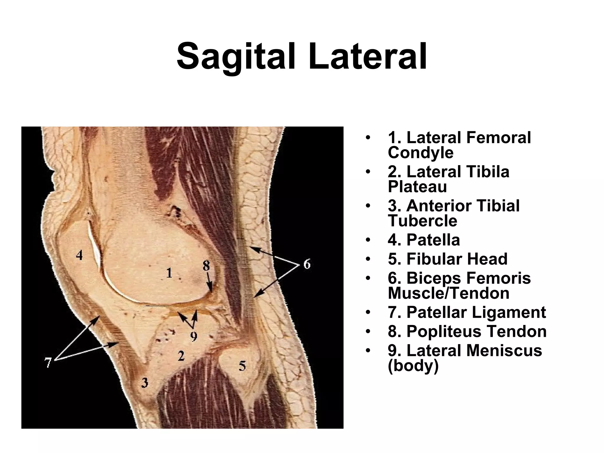 Anatomy Of Knee | PPT