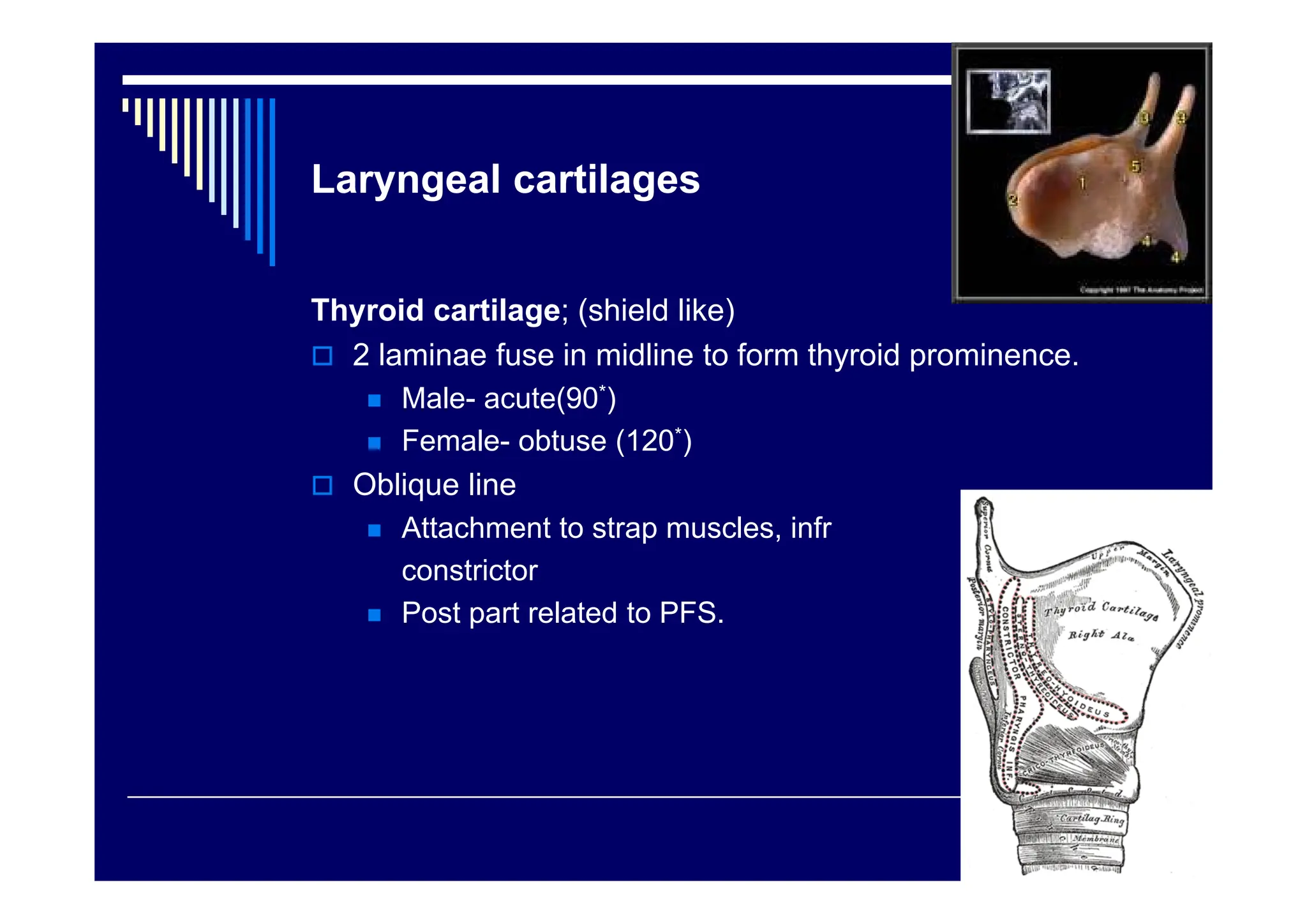 Anatomy-of-larynx-&-its-relevance-in-pathways.pdf