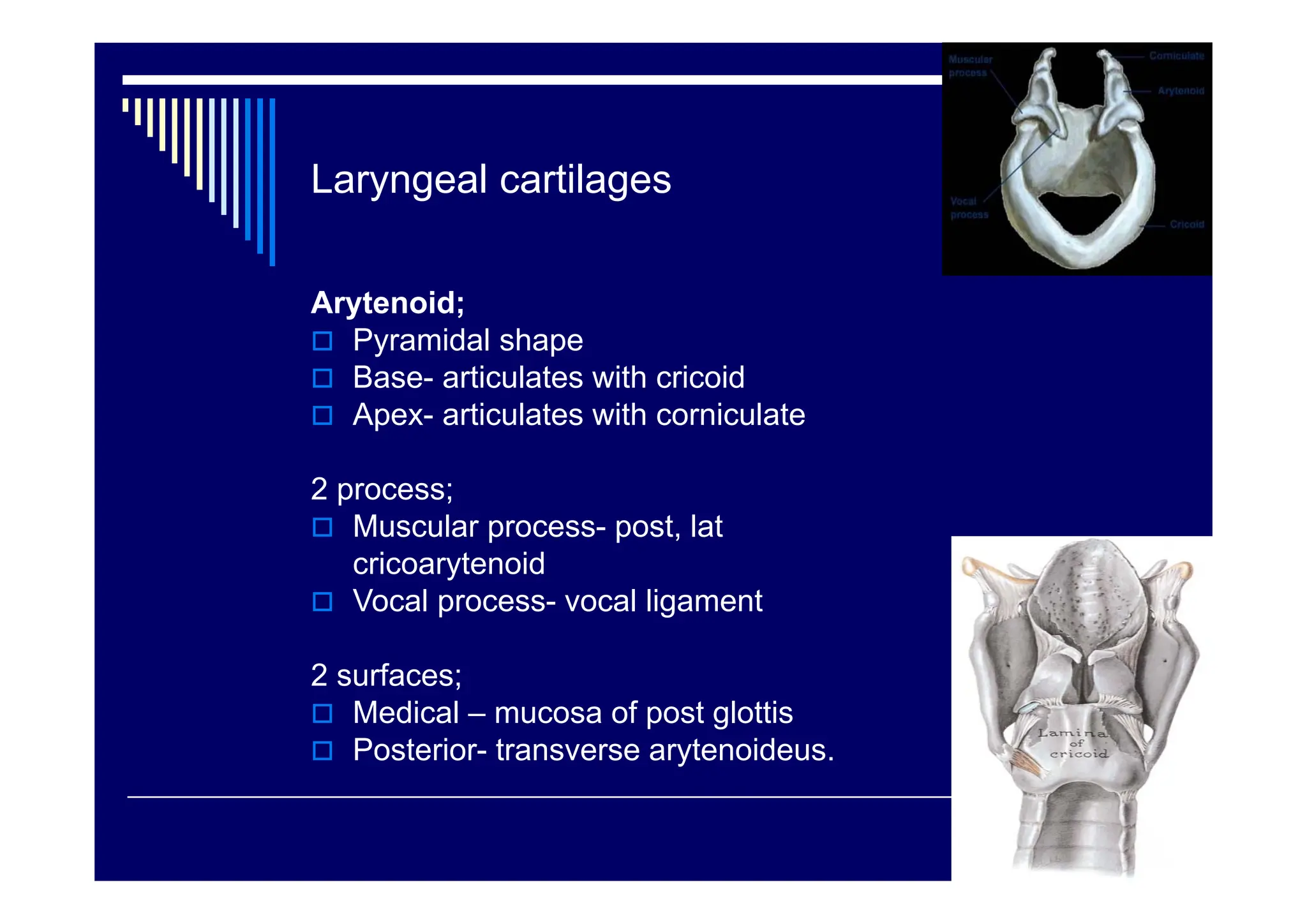 Anatomy-of-larynx-&-its-relevance-in-pathways.pdf