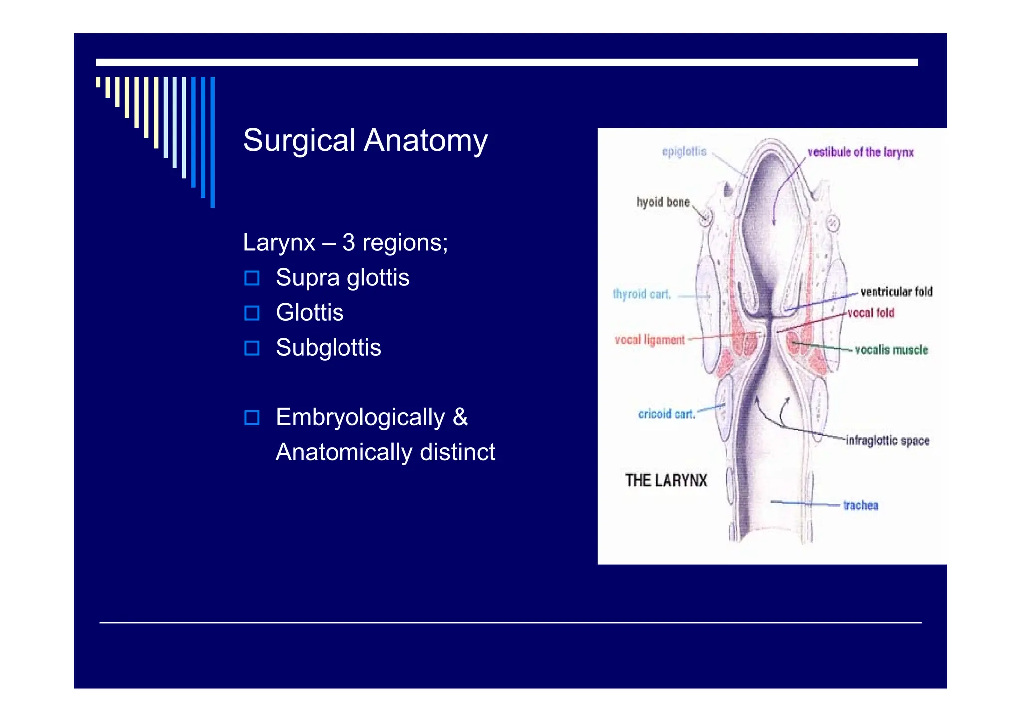 Anatomy-of-larynx-&-its-relevance-in-pathways.pdf