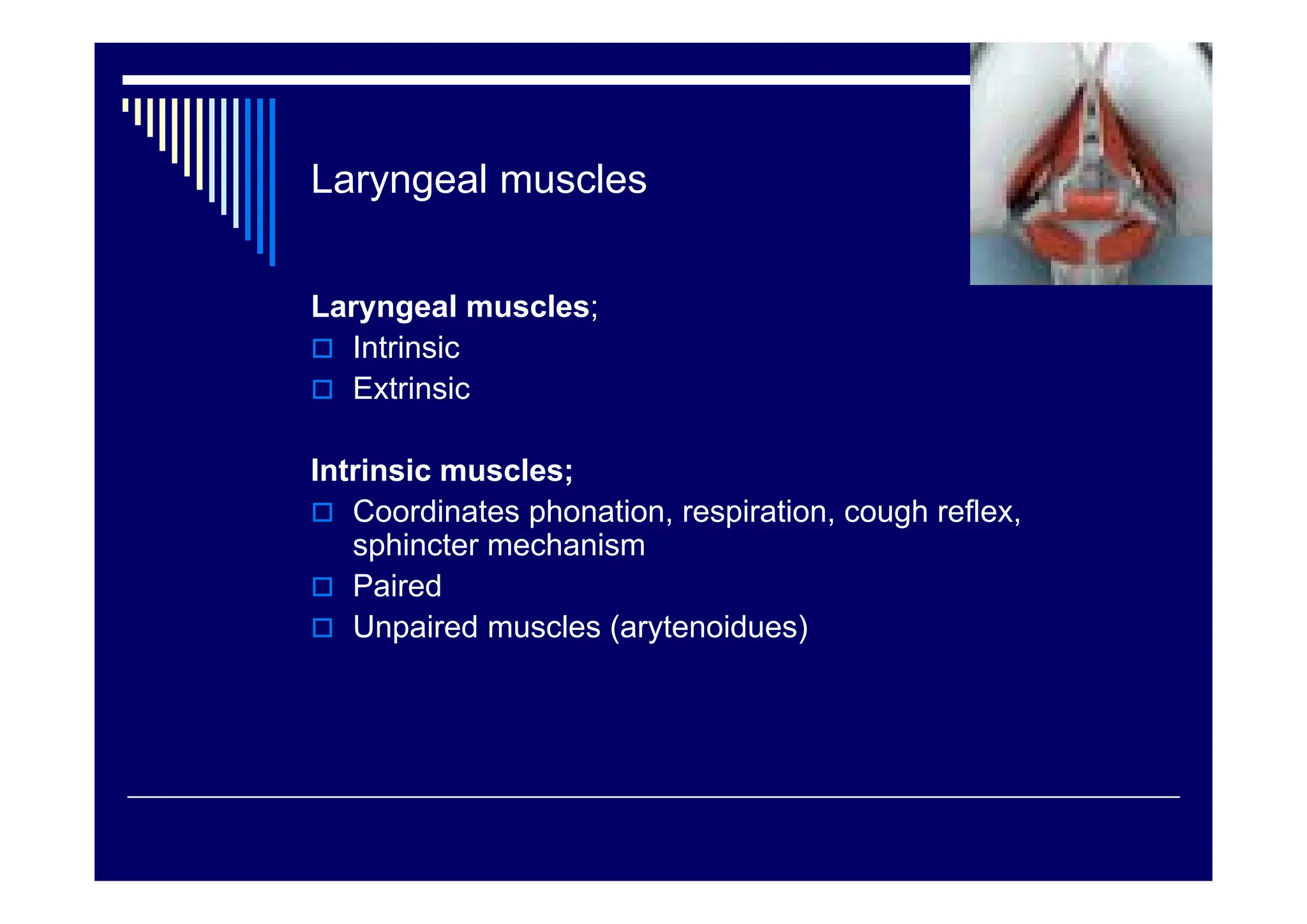 Anatomy-of-larynx-&-its-relevance-in-pathways.pdf