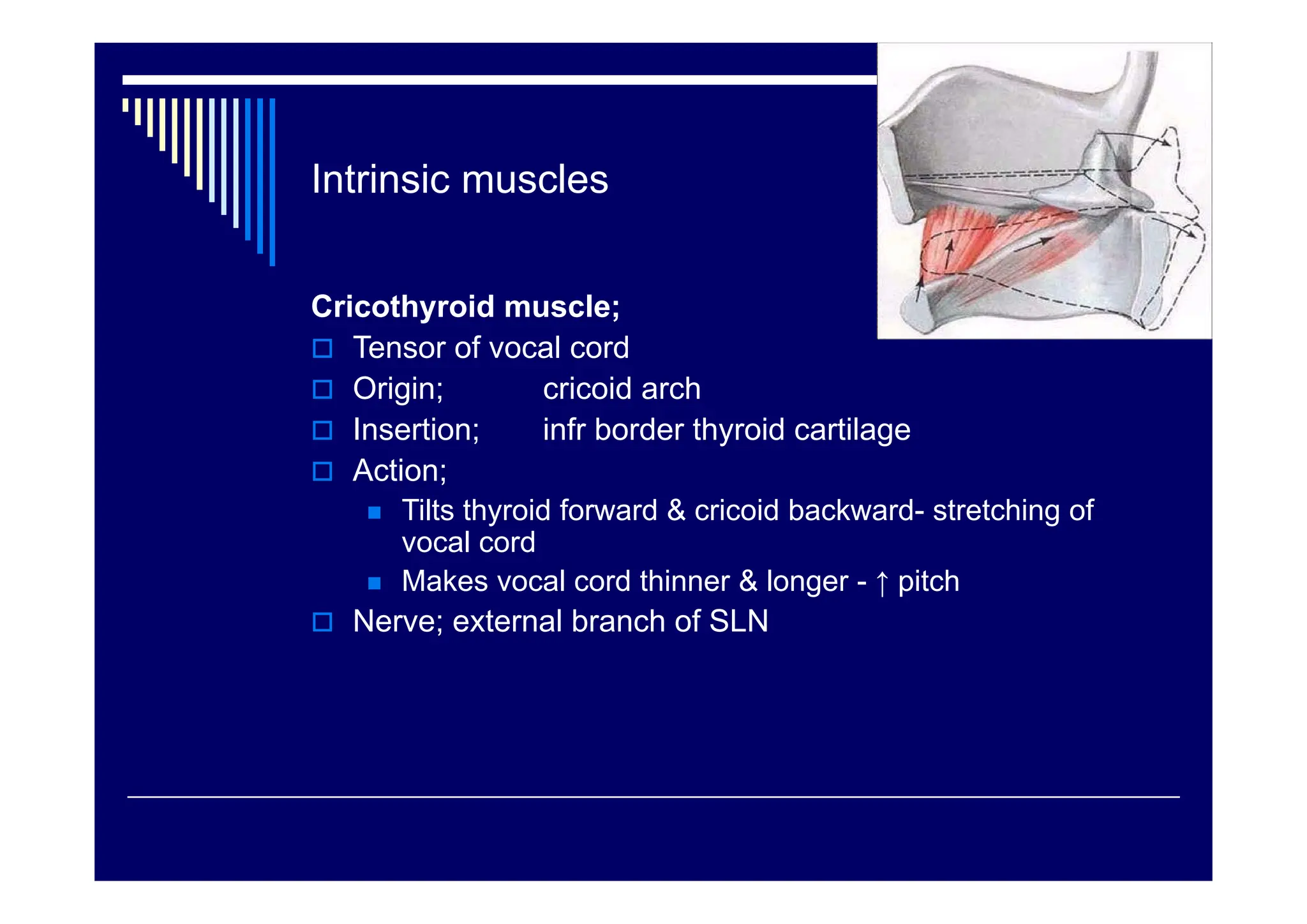 Anatomy-of-larynx-&-its-relevance-in-pathways.pdf