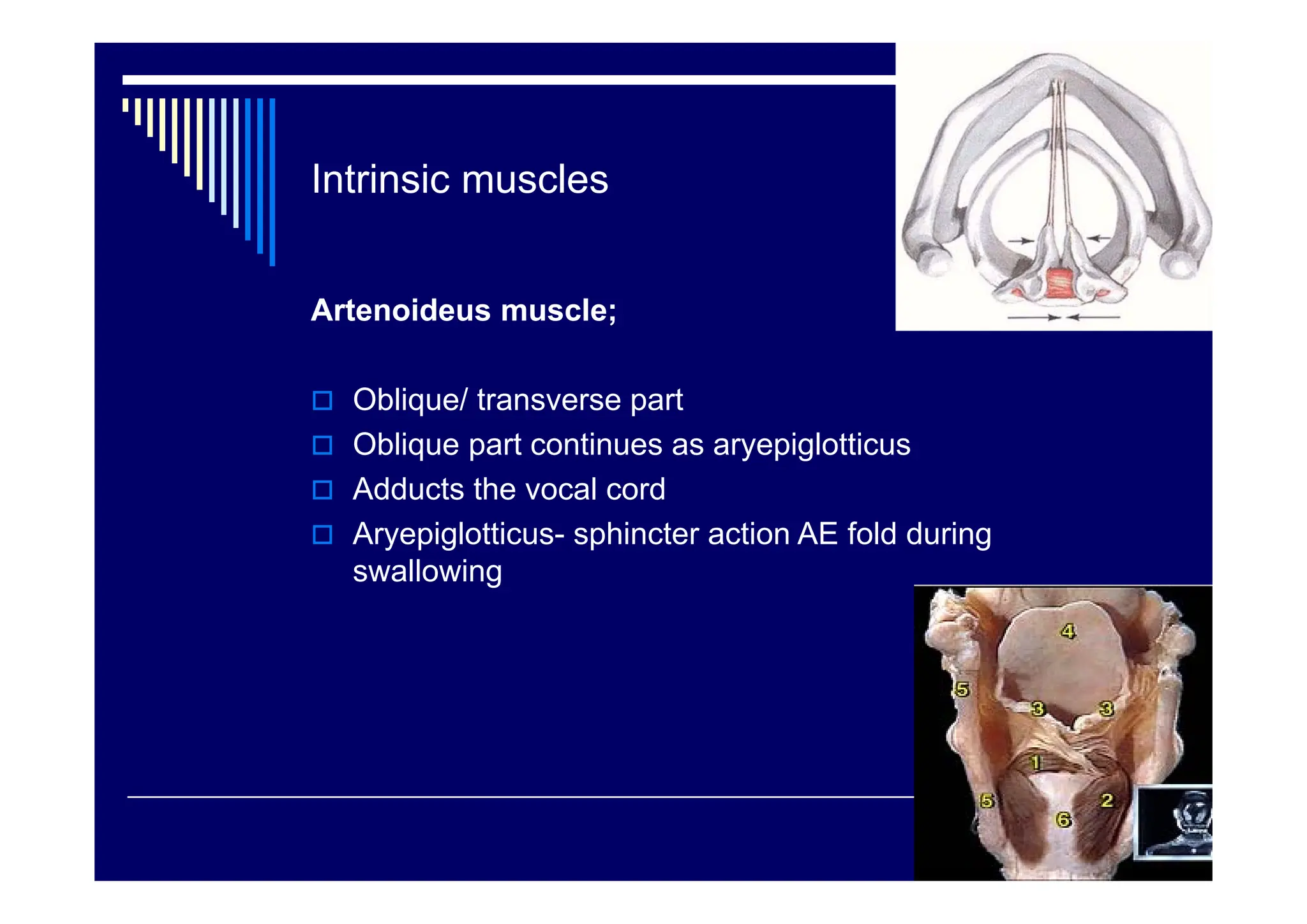 Anatomy-of-larynx-&-its-relevance-in-pathways.pdf