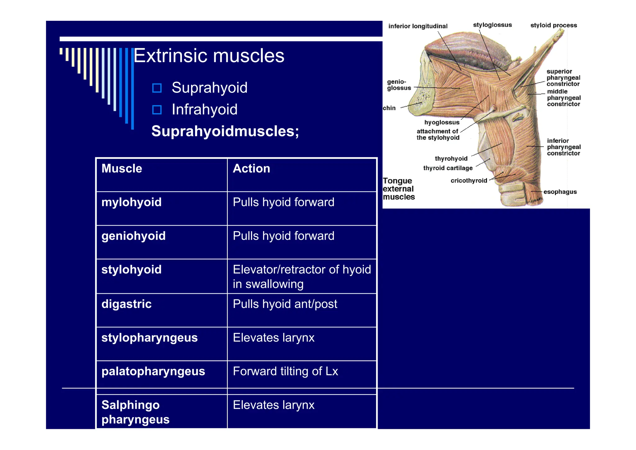 Anatomy-of-larynx-&-its-relevance-in-pathways.pdf