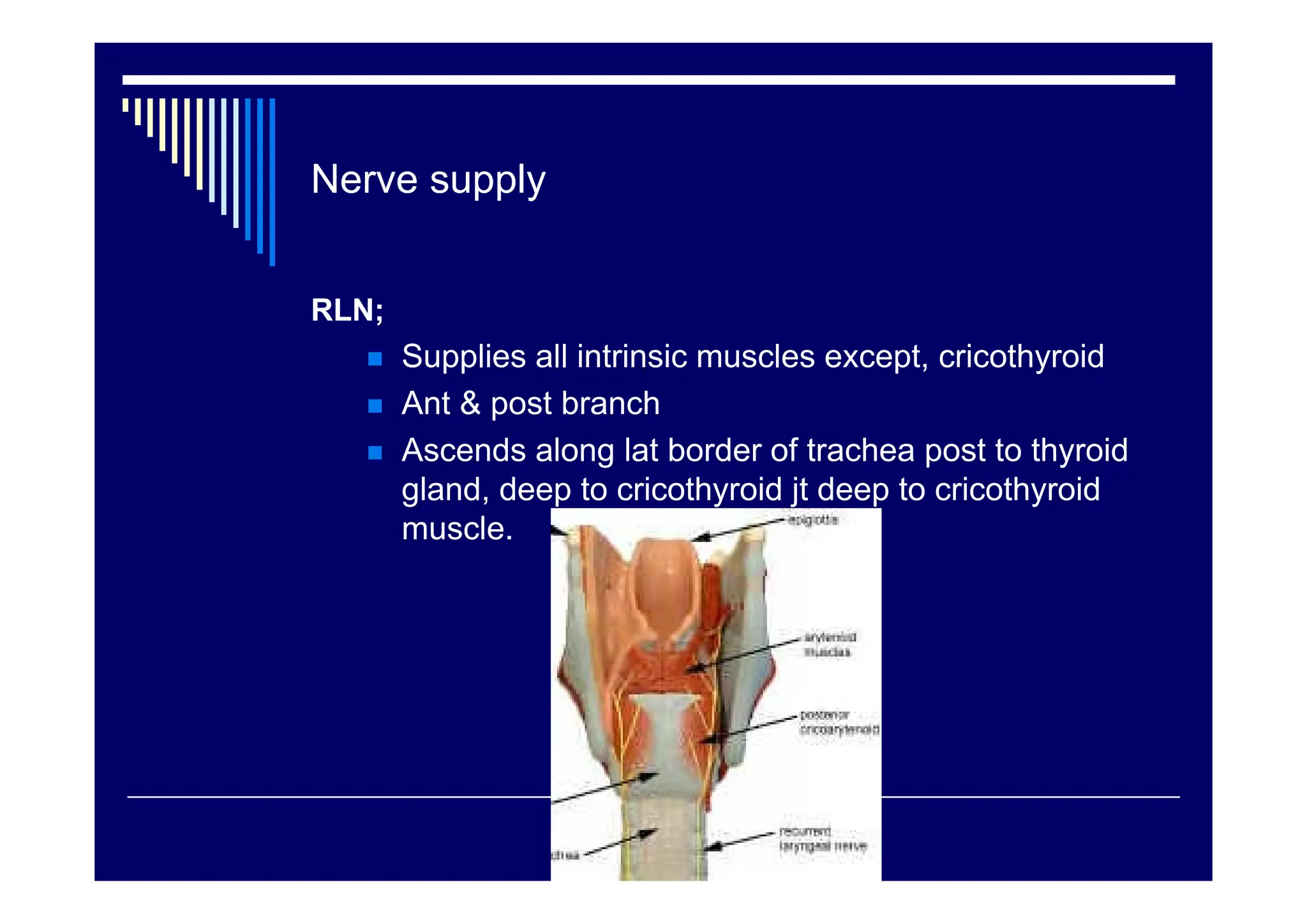 Anatomy-of-larynx-&-its-relevance-in-pathways.pdf
