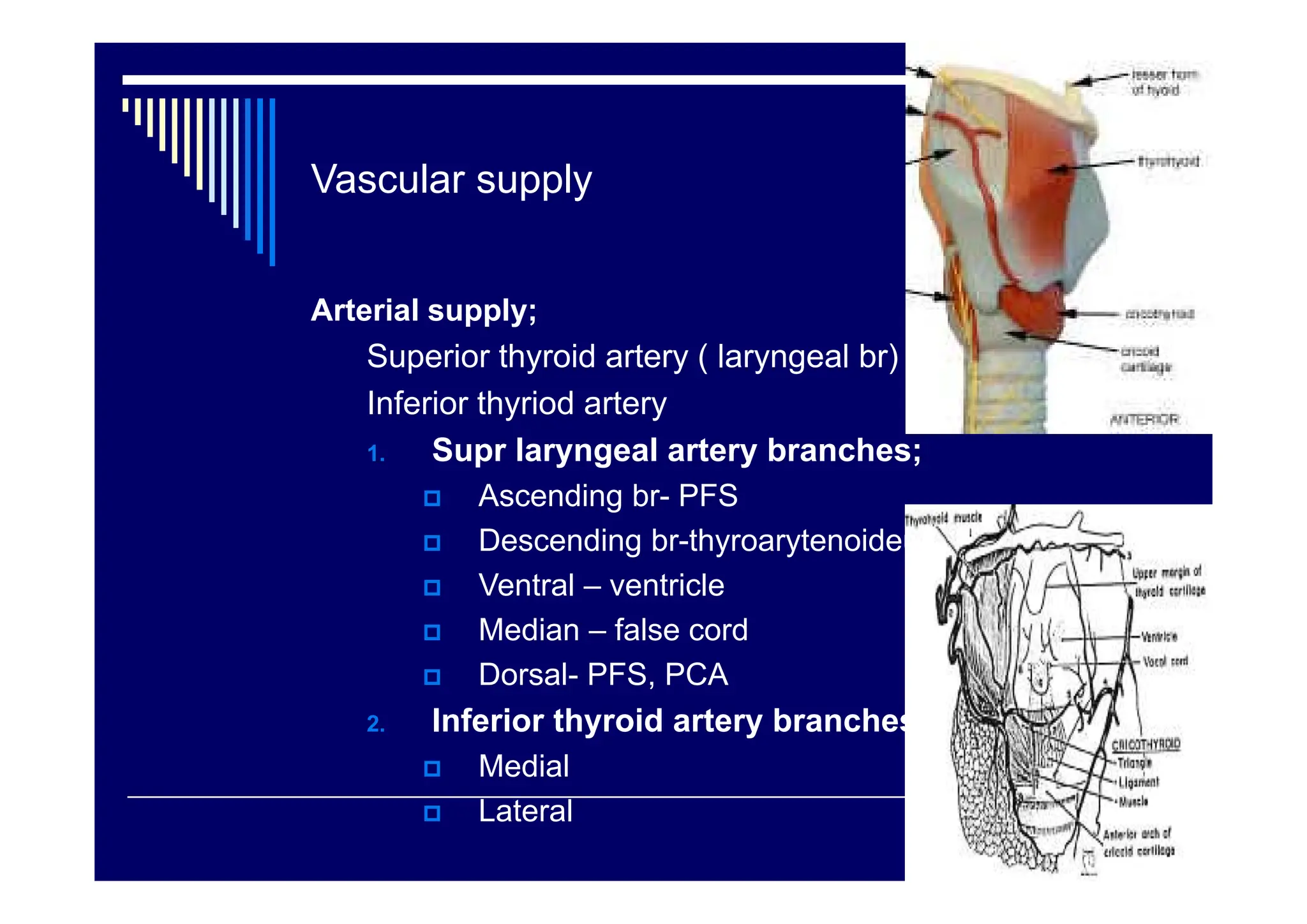 Anatomy-of-larynx-&-its-relevance-in-pathways.pdf