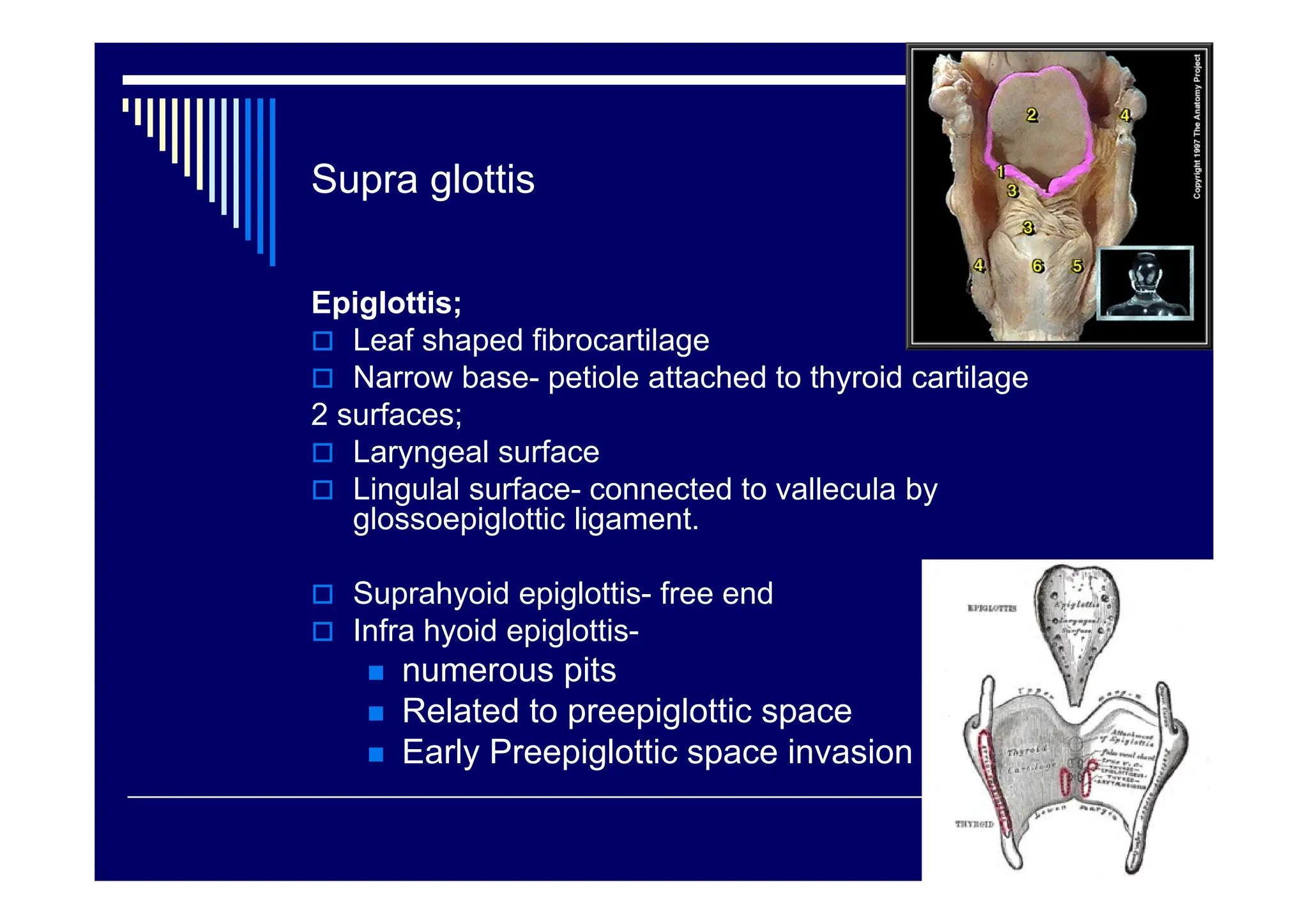Anatomy-of-larynx-&-its-relevance-in-pathways.pdf