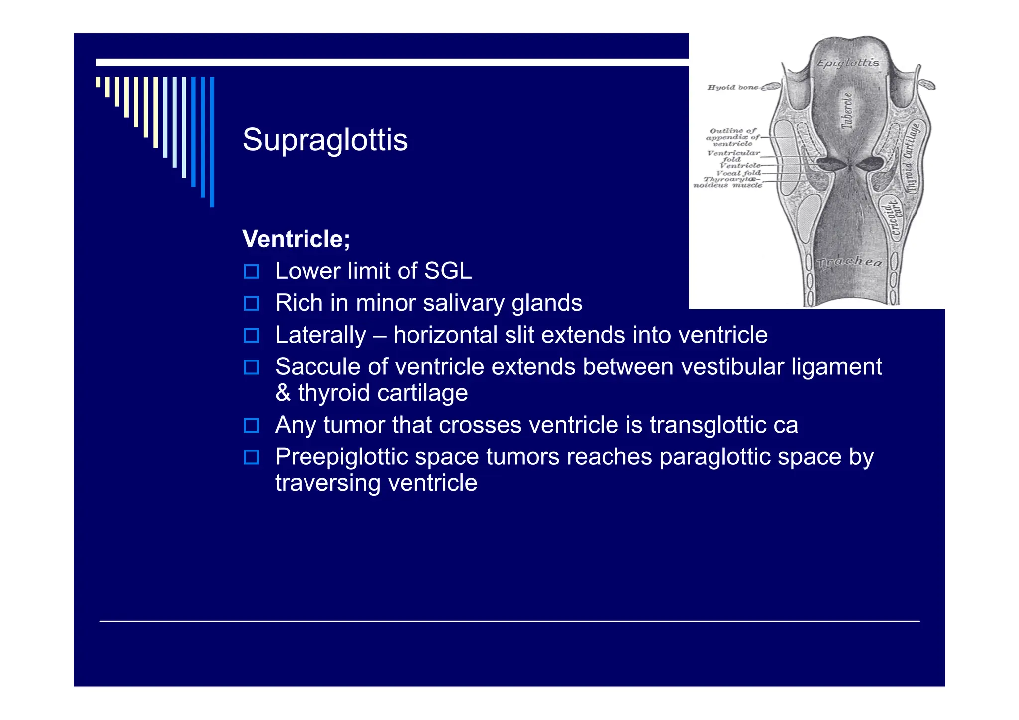 Anatomy-of-larynx-&-its-relevance-in-pathways.pdf