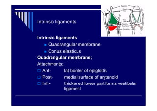 Anatomy-of-larynx-&-its-relevance-in-pathways.pdf