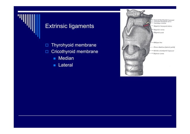 Anatomy-of-larynx-&-its-relevance-in-pathways.pdf
