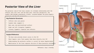 Anatomy-of-Liver-Surgeons-Perspective.pptx