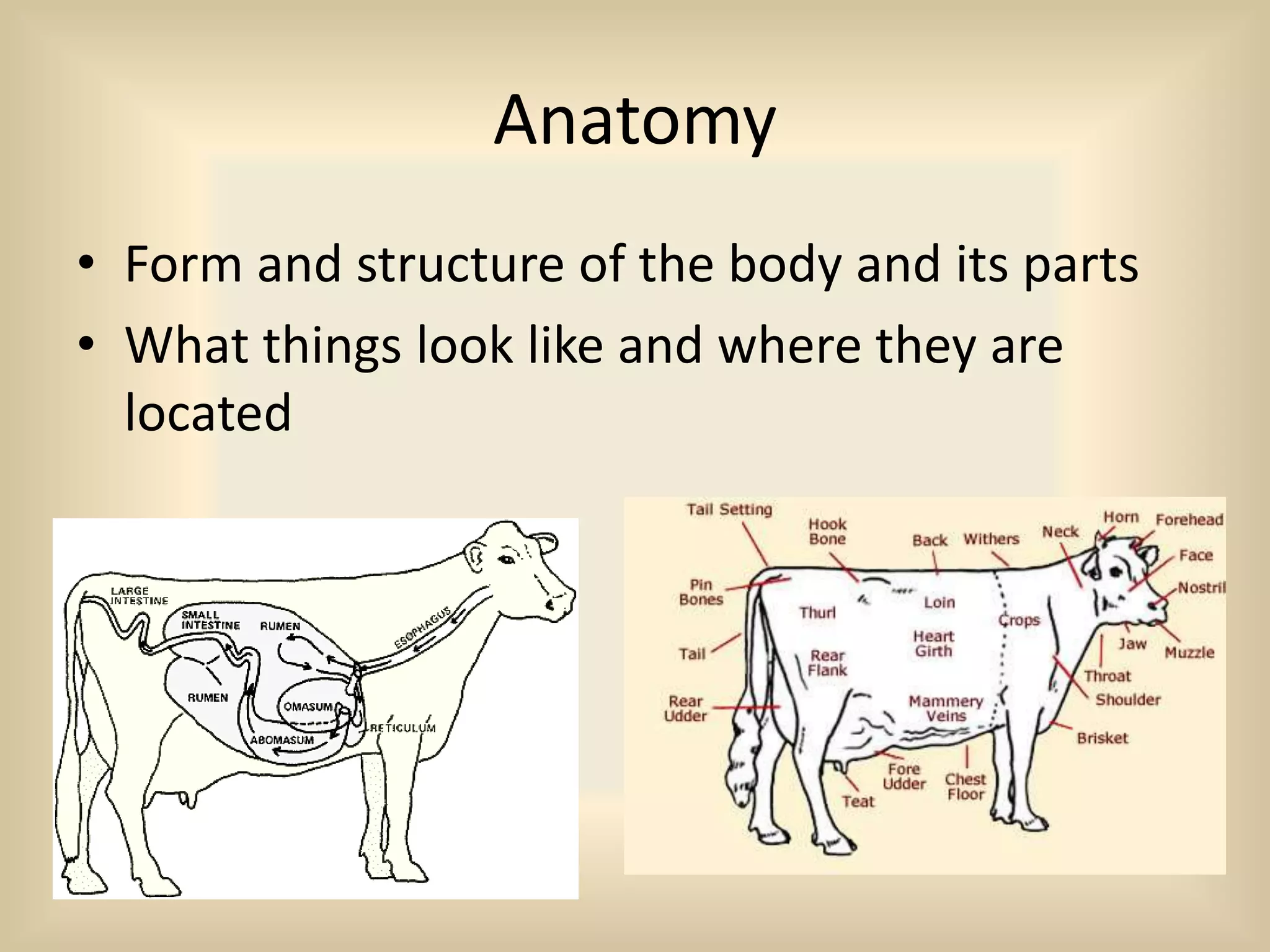 Anatomy-of-Livestock.pptx