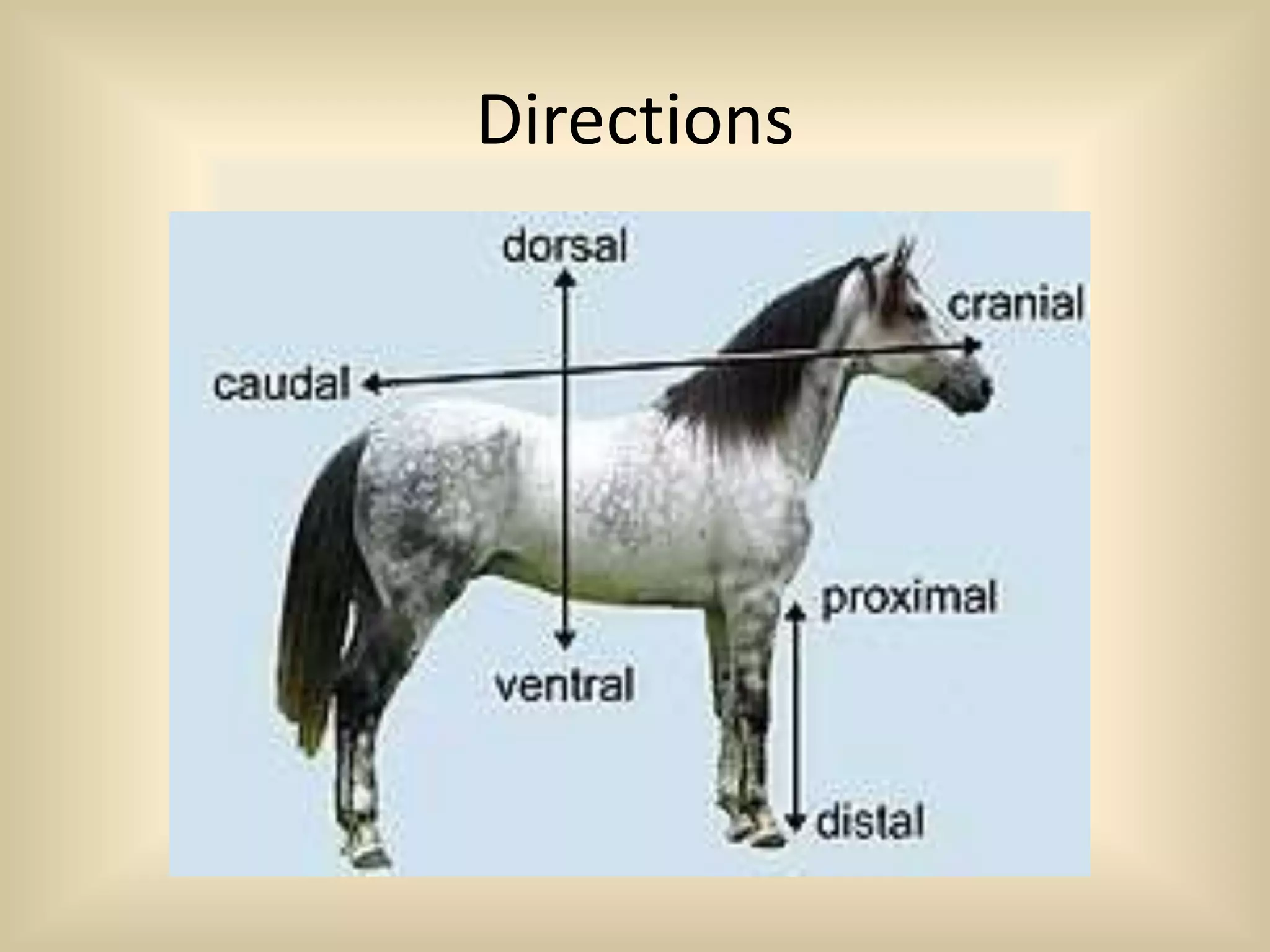 Anatomy-of-Livestock.pptx