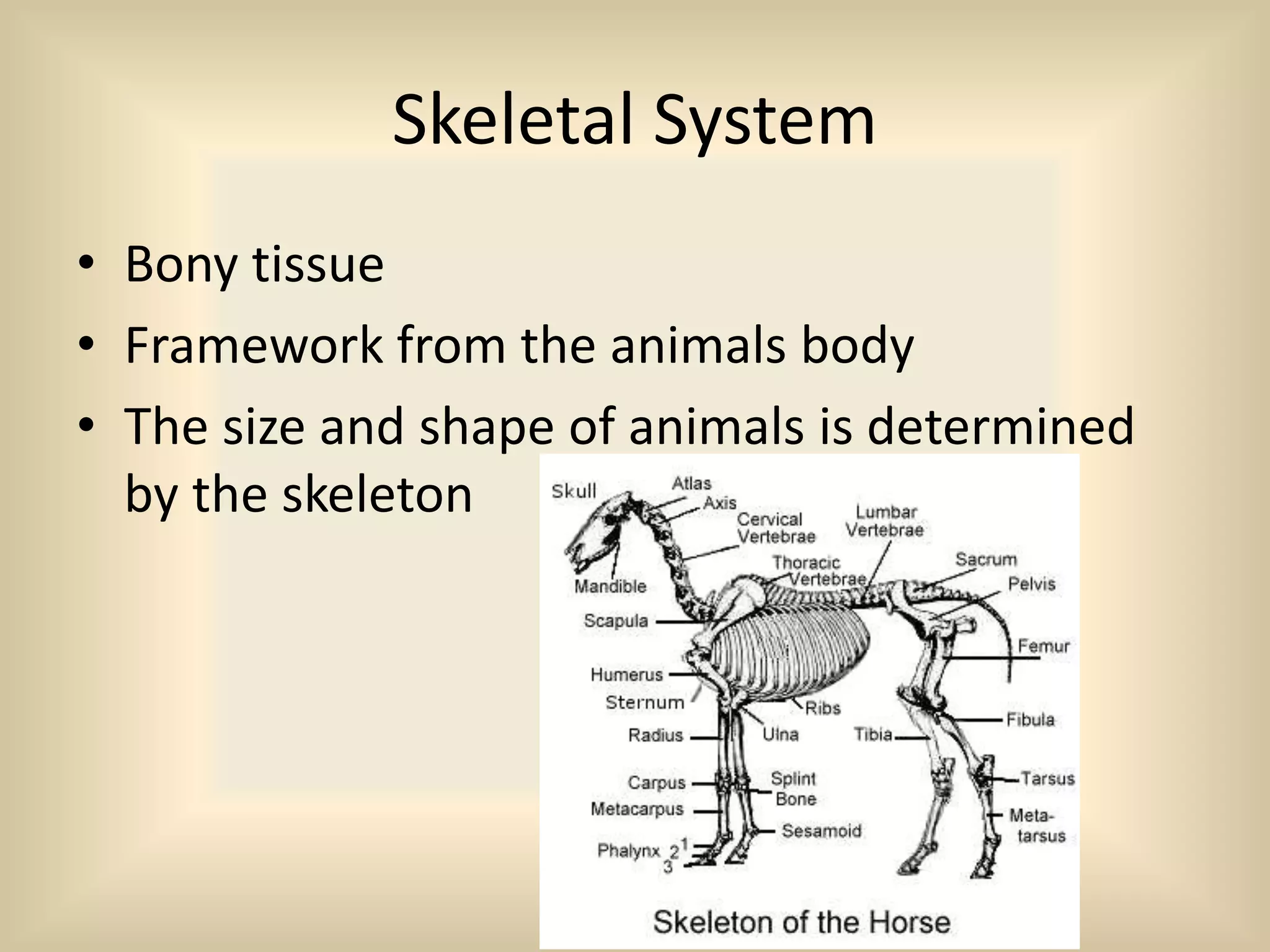 Anatomy-of-Livestock.pptx