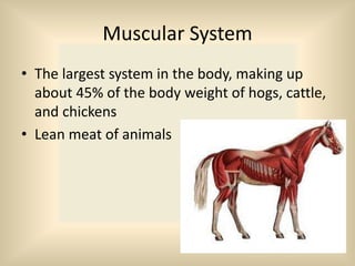 Anatomy-of-Livestock.pptx
