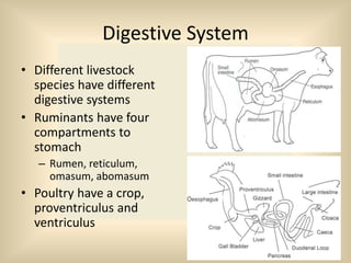 Anatomy-of-Livestock.pptx