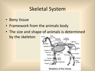 Anatomy-of-Livestock.pptx