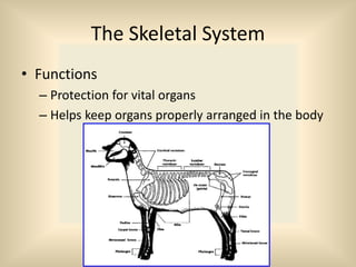 Anatomy-of-Livestock.pptx