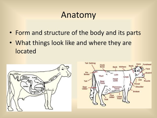 Anatomy-of-Livestock.pptx