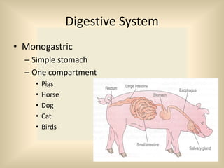 Anatomy-of-Livestock.pptx