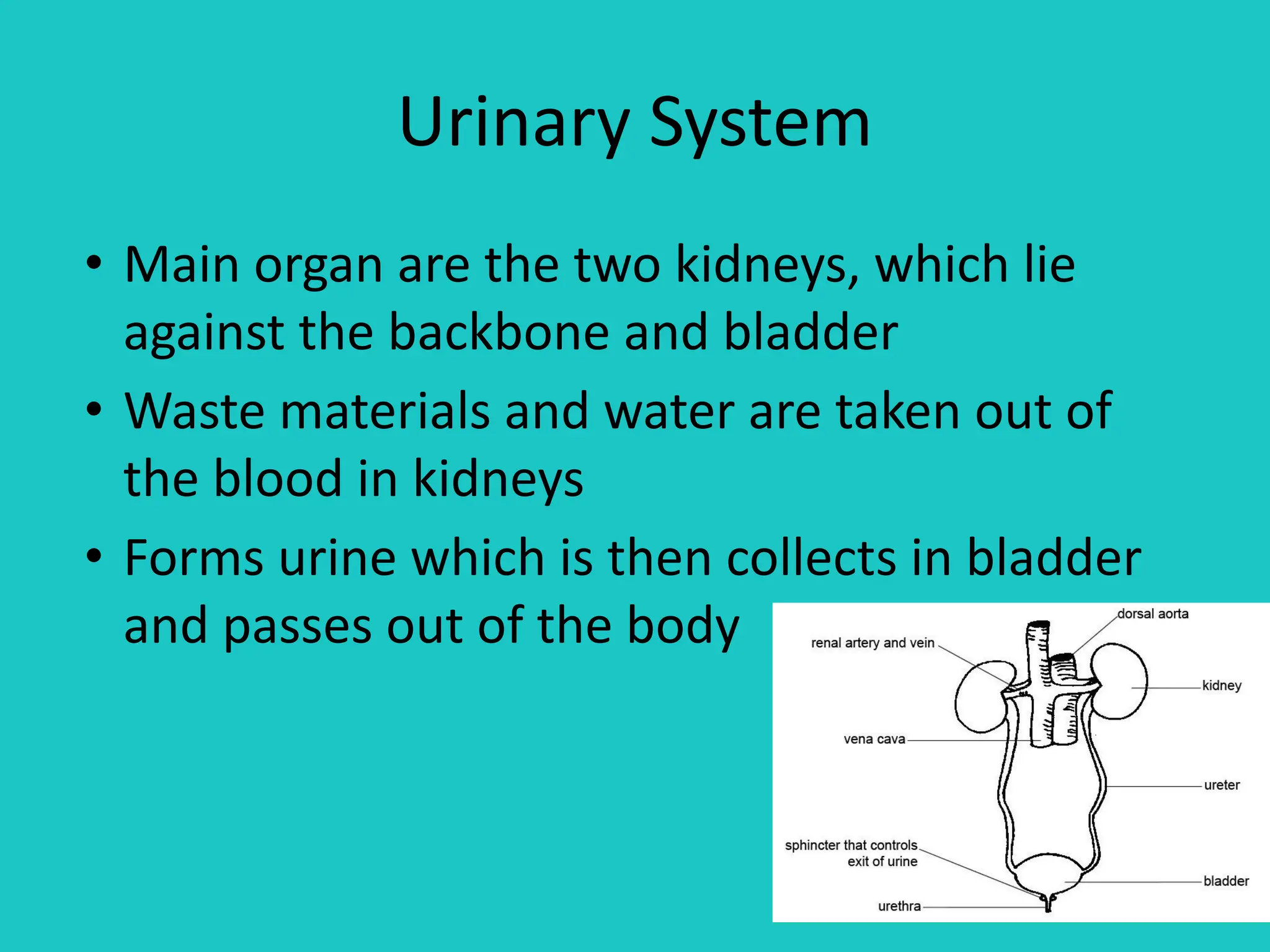 Anatomy-of-Livestock and Internal Structures for animal systems | PDF