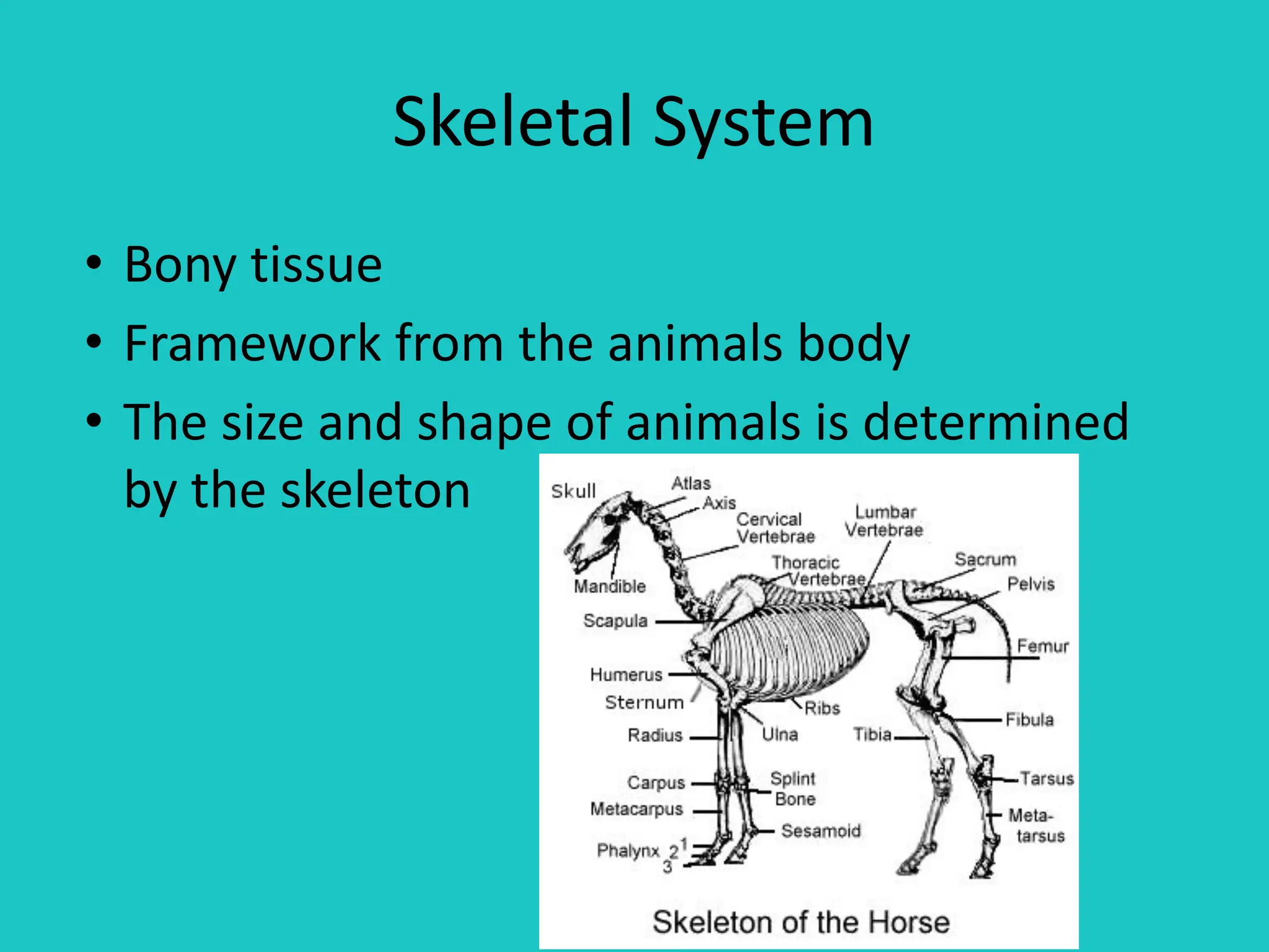 Anatomy-of-Livestock and Internal Structures for animal systems | PDF