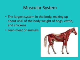 Anatomy-of-Livestock and Internal Structures for animal systems | PDF