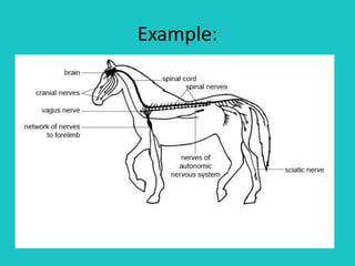 Anatomy-of-Livestock and Internal Structures for animal systems | PDF