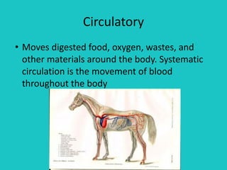 Anatomy-of-Livestock and Internal Structures for animal systems | PDF