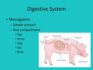 Anatomy-of-Livestock and Internal Structures for animal systems | PDF