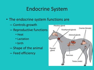 Anatomy-of-Livestock and Internal Structures for animal systems | PDF
