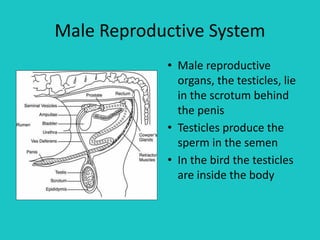 Anatomy-of-Livestock and Internal Structures for animal systems | PDF