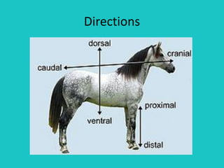 Anatomy-of-Livestock and Internal Structures for animal systems | PDF