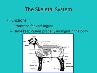 Anatomy-of-Livestock and Internal Structures for animal systems | PDF