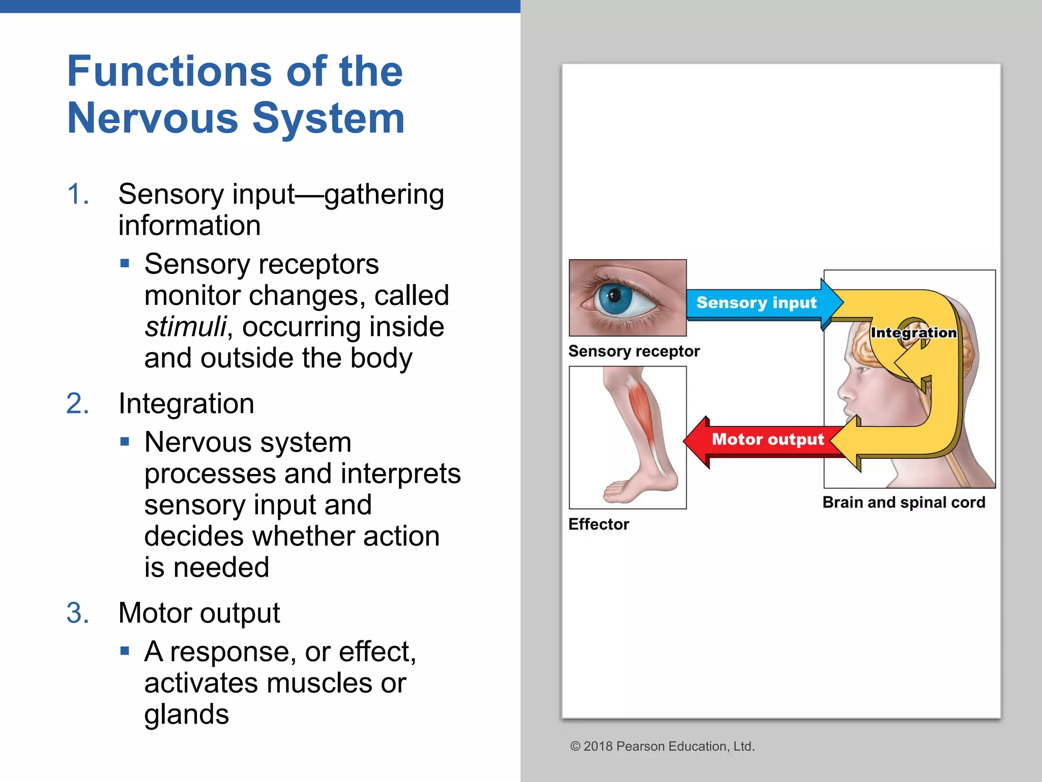 anatomy-of-nervous-system.pdf