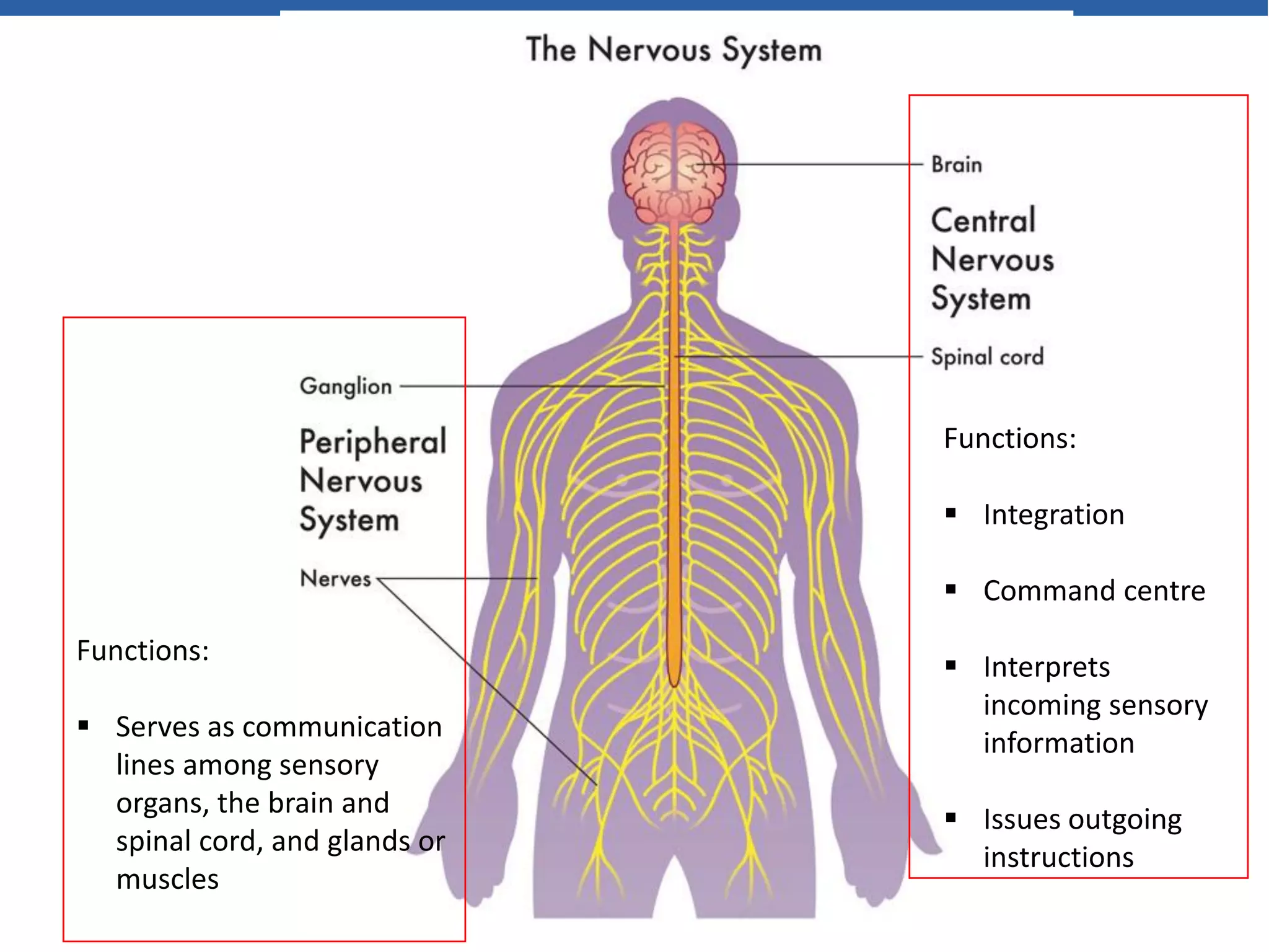 anatomy-of-nervous-system.pdf