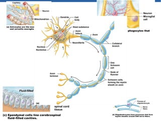 anatomy-of-nervous-system.pdf