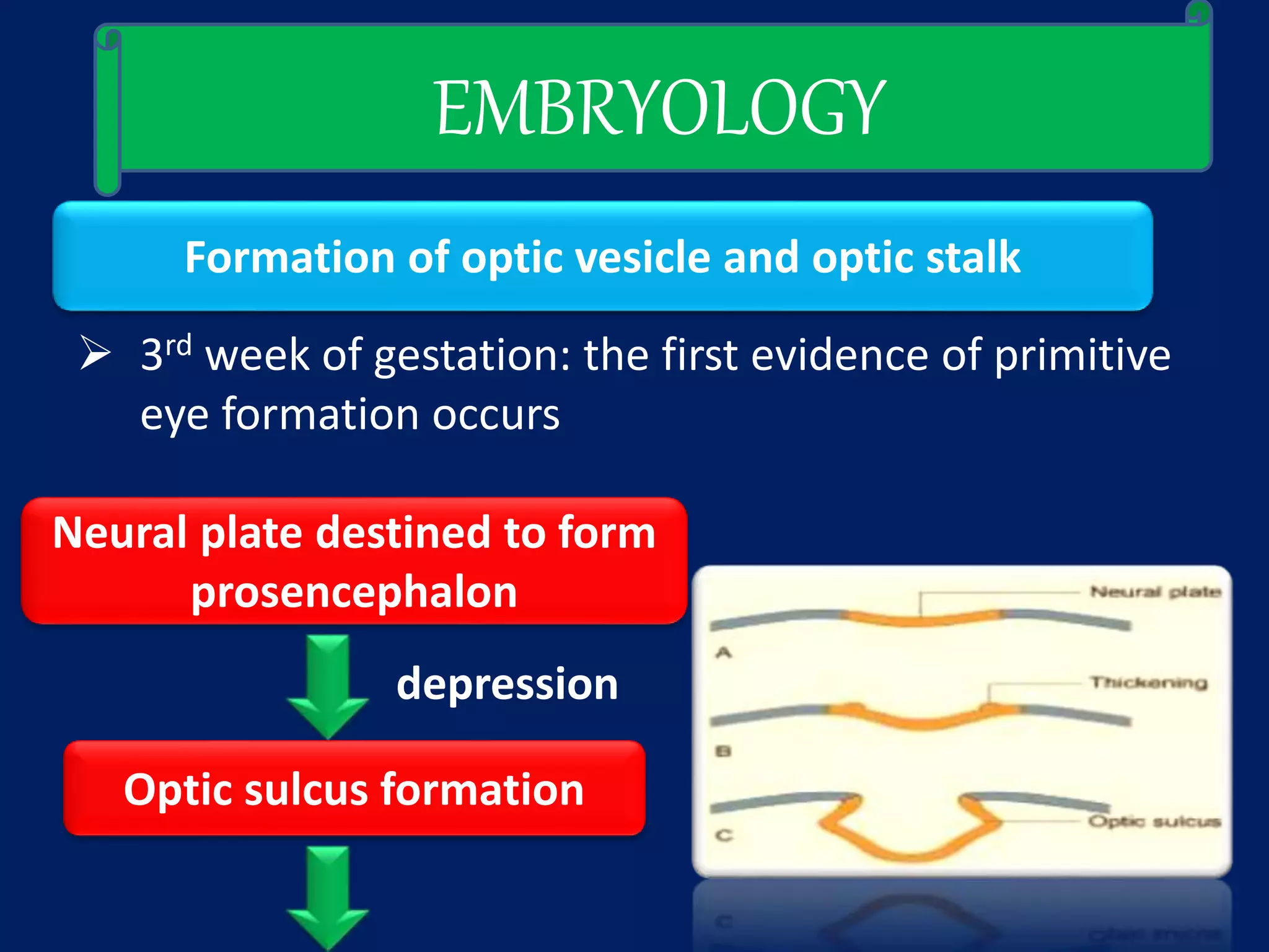 Anatomy of Optic Nerve | PPTX