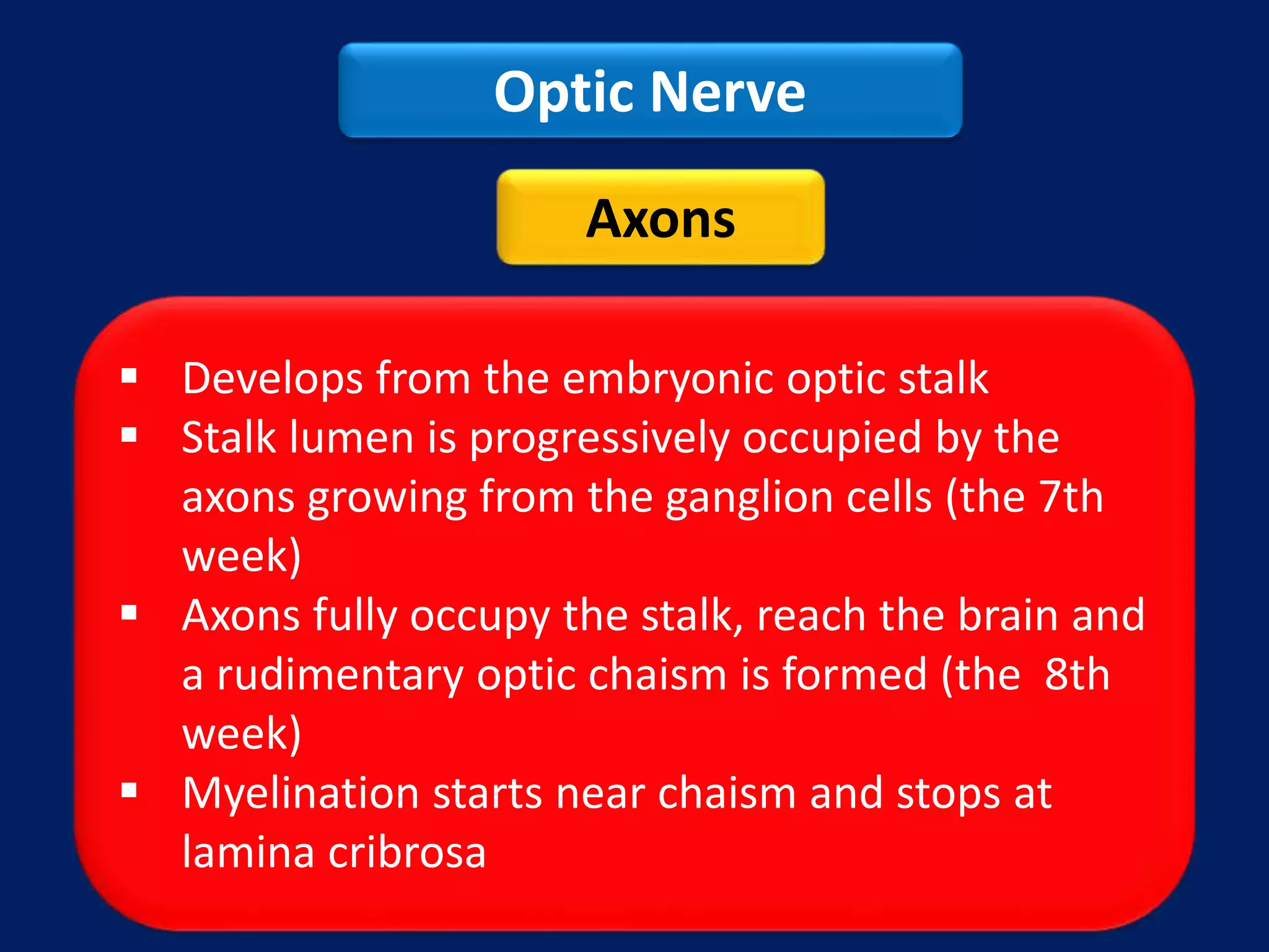 Anatomy of Optic Nerve | PPTX