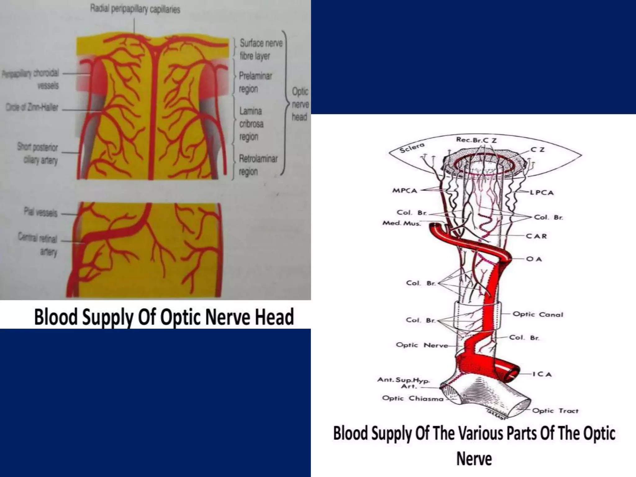 Anatomy of Optic Nerve | PPTX