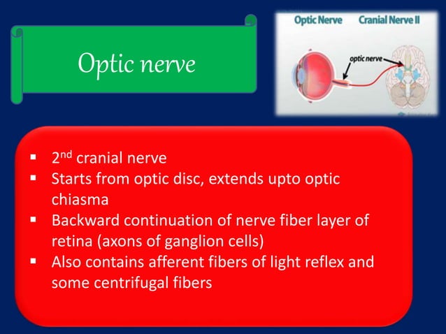 Anatomy of Optic Nerve | PPTX