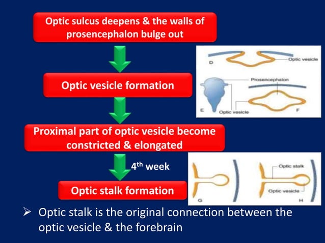 Anatomy of Optic Nerve | PPTX