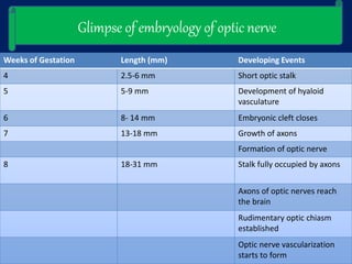 Anatomy of Optic Nerve | PPTX