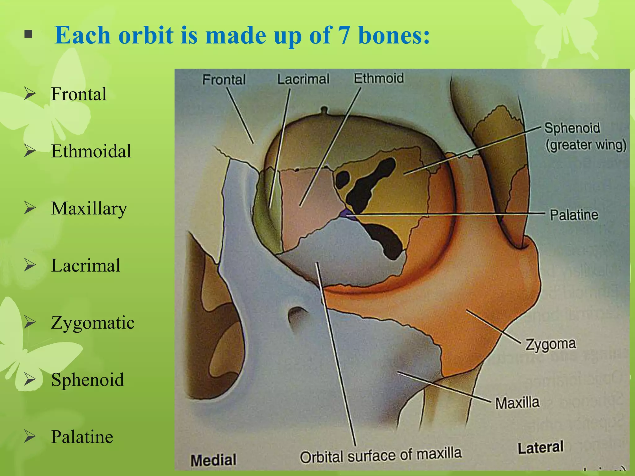 Anatomy of Eye Orbit | PPTX